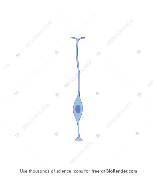 Free Neural stem cell Icons, Symbols & Images | BioRender
