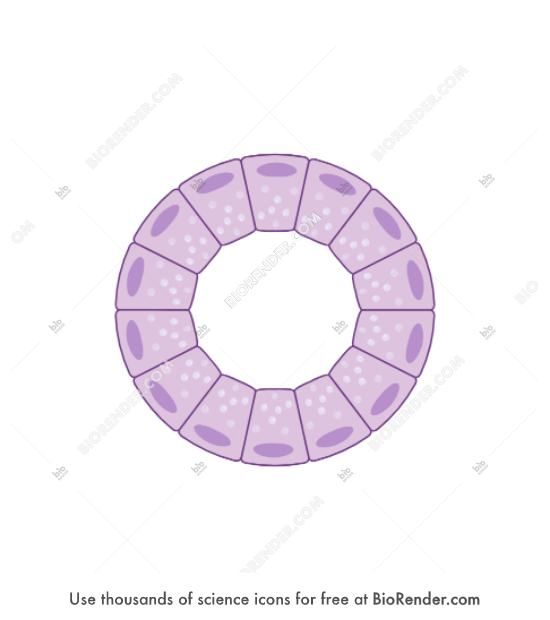 Free Mucous gland (brush) Icons, Symbols & Images | BioRender