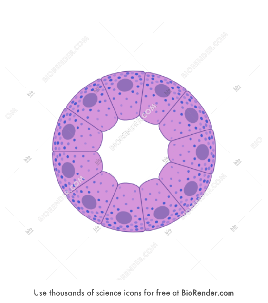Free Serous gland (brush) Icons, Symbols & Images | BioRender