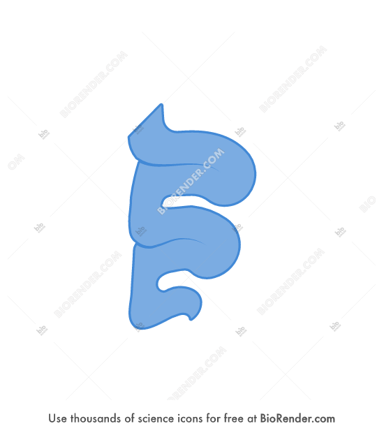 Free Brain (coronal cut, at thalamus, cingulate gyrus) Icons, Symbols ...