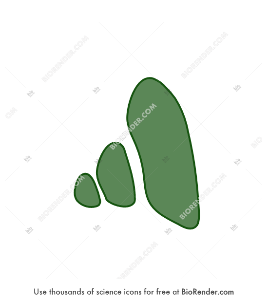 Free Brain (coronal cut, at thalamus, putamen, globus pallidus) Icons ...