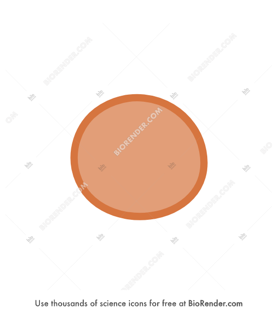 Free Brain (coronal cut, at thalamus, red nucleus) Icons, Symbols ...