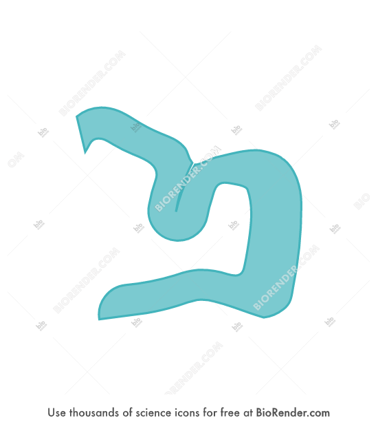 Free Brain (coronal cut, at thalamus, superior temporal gyrus) Icons ...