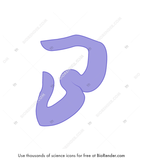 Free Brain (coronal cut, at thalamus, inferior temporal gyrus, middle ...