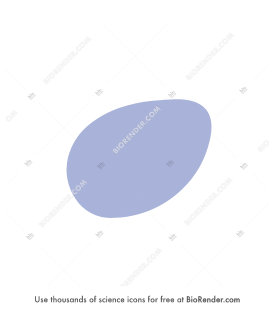 Free Brain (coronal cut, at thalamus, pons) Icons, Symbols & Images ...