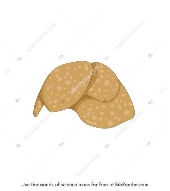Free Mouse liver (fatty, anterior view) Icons, Symbols & Images | BioRender