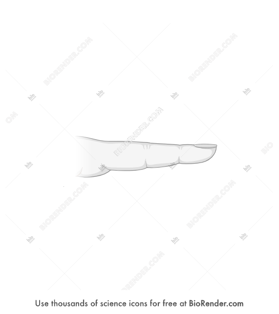 Free Finger Icons, Symbols & Images | BioRender