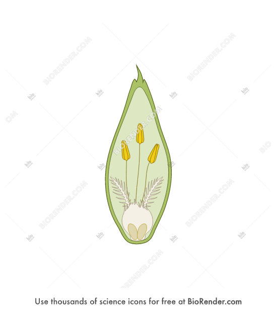 Free Wheat floret (Triticum aestivum) Icons, Symbols & Images | BioRender