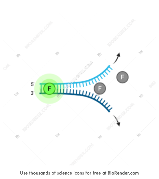 Free RT-PCR (2. Denaturation) Icons, Symbols & Images | BioRender