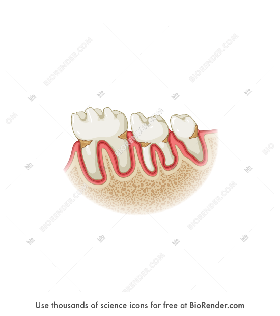 Free Mouse teeth (molars, gums, gingivitis) Icons, Symbols & Images ...