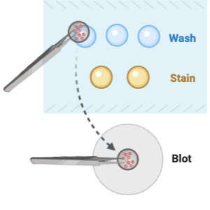 Free Generic protein (2 grooves) Icons, Symbols & Images | BioRender