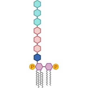 Free Gram negative bacteria cell wall Icons, Symbols & Images | BioRender