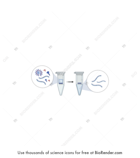 Free RNA extraction (deactivated SARS-CoV-2 virus) Icons, Symbols ...