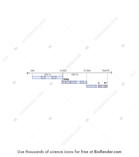Free Viral Genome Sars Cov 2 Icons Symbols And Images Biorender