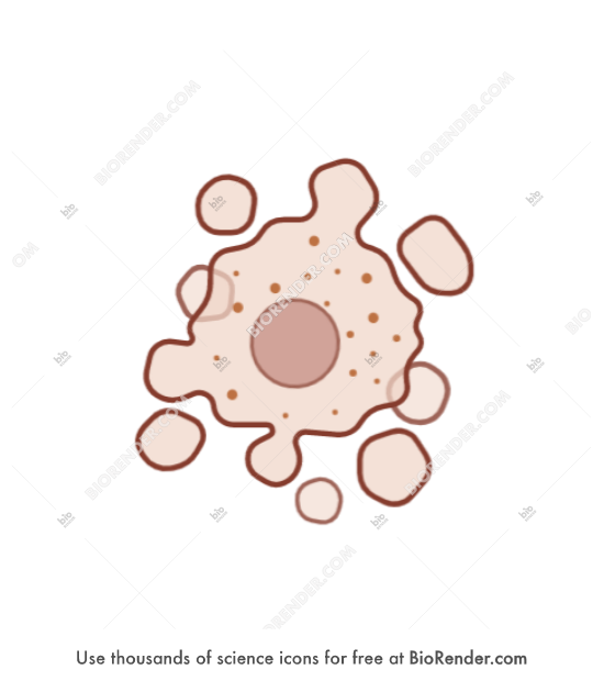 Free Cell Blebbing 2 Icons Symbols And Images Biorender