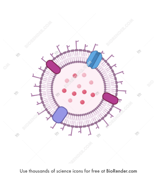 Free Vesicle (Gram-negative bacteria outer membrane) Icons, Symbols ...