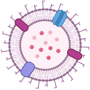 Free Bacterial membrane (outer) Icons, Symbols & Images | BioRender