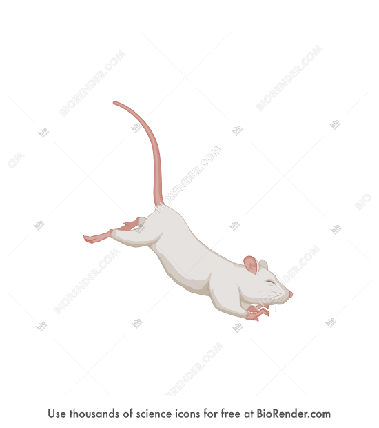 Free Mouse pup (vibrissa placing, without hand) Icons, Symbols & Images ...