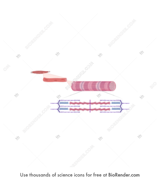 Free Myofibril structure Icons, Symbols & Images | BioRender
