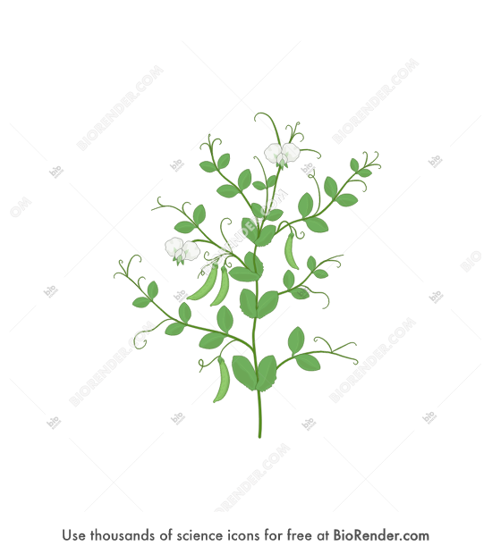 Free Pea plant Icons, Symbols & Images | BioRender