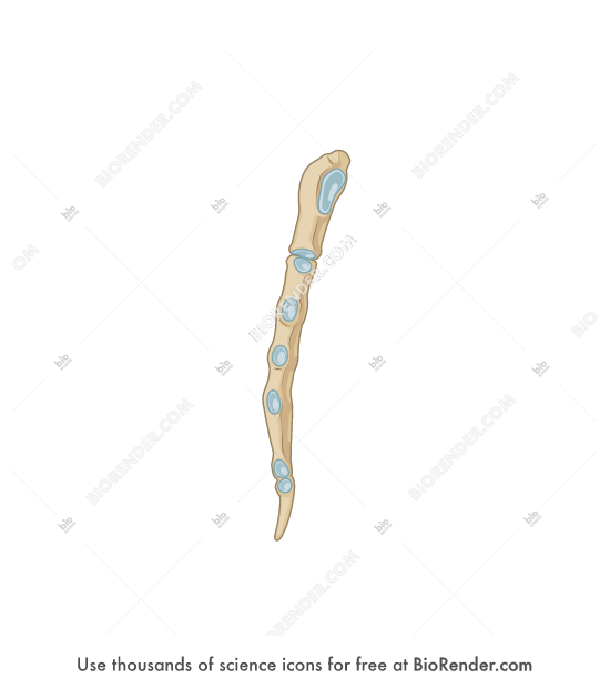 Free Sternum (lateral) Icons, Symbols & Images | BioRender