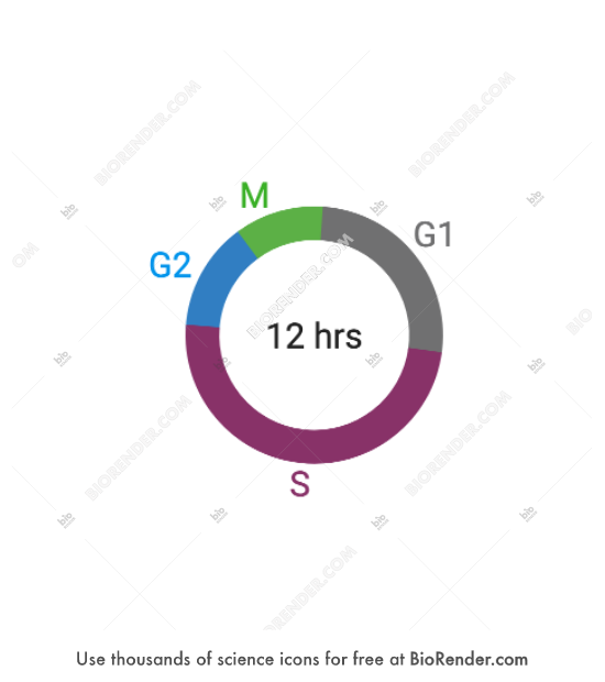 Free Cell cycle diagram 2 Icons, Symbols & Images | BioRender