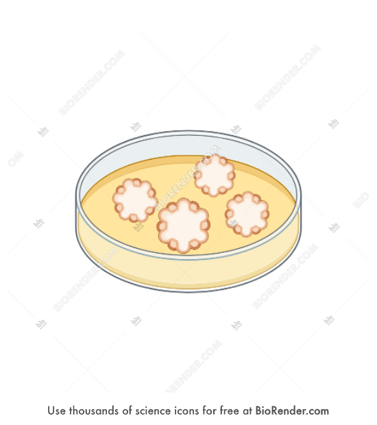 Free Petri dish with pancreatic orgnoid Icons, Symbols & Images | BioRender