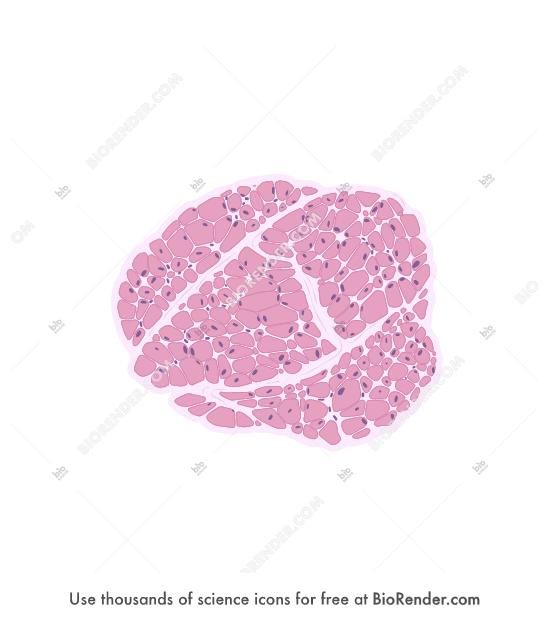 Free Muscle cross-section (ALS) Icons, Symbols & Images | BioRender