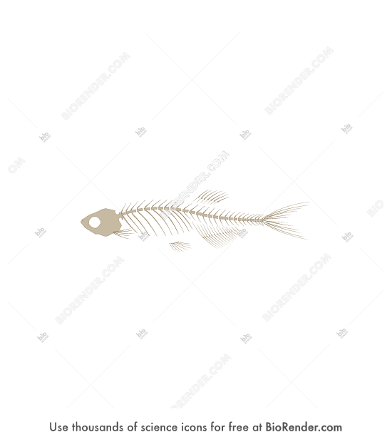 Free Zebrafish skeleton (lateral) Icons, Symbols & Images | BioRender