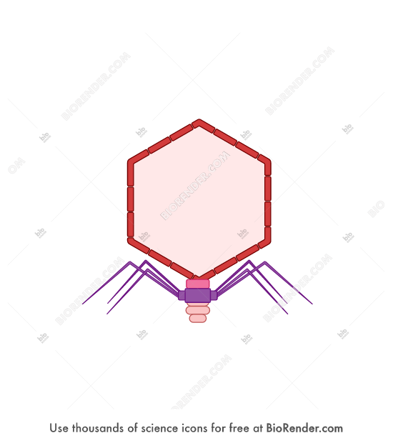 Free Bacteriophage (podoviridae, injecting) Icons, Symbols & Images ...