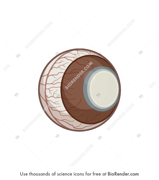 Free Mouse eye (cauterized) Icons, Symbols & Images | BioRender