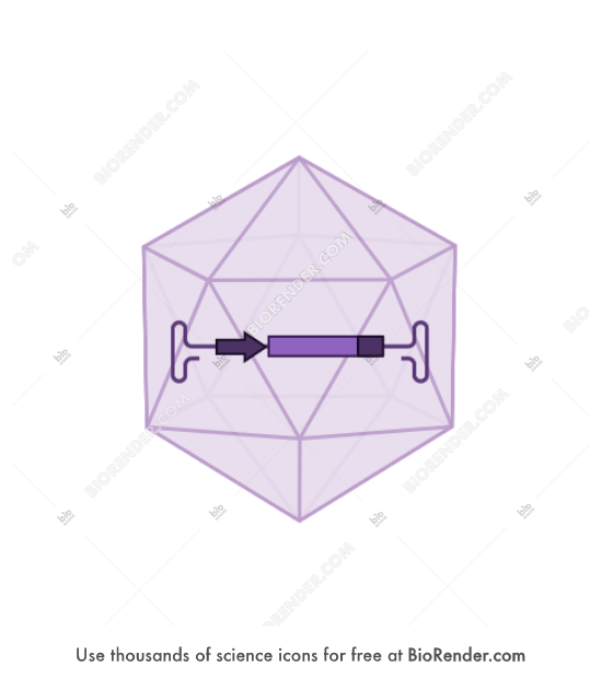 Free Adeno-associated virus with gene (schematic) Icons, Symbols ...
