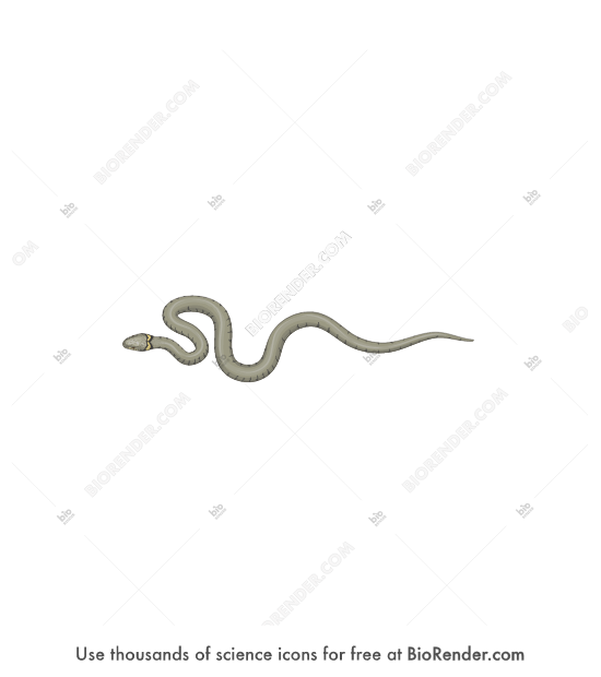 Free Grass snake (Natrix natrix) Icons, Symbols & Images | BioRender
