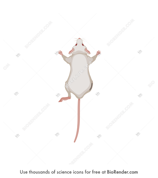 Free Mouse (dorsal, anatomical position, amputated leg) Icons, Symbols ...