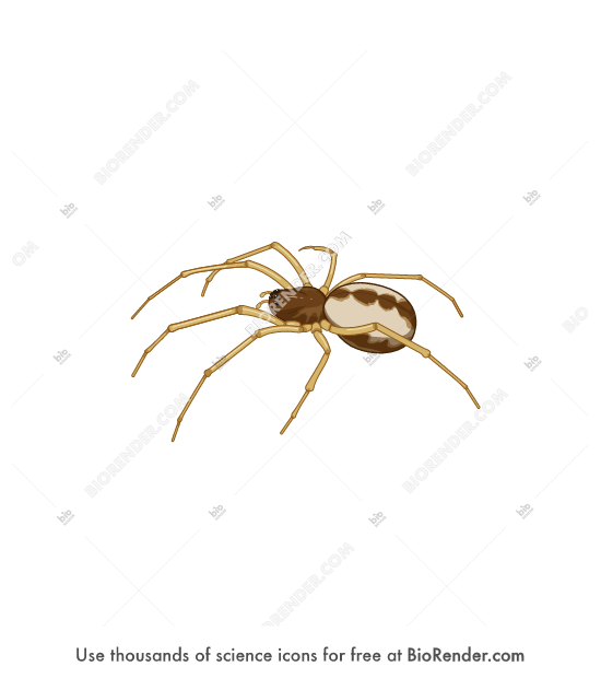 Free Spider (Linyphiidae) Icons, Symbols & Images | BioRender
