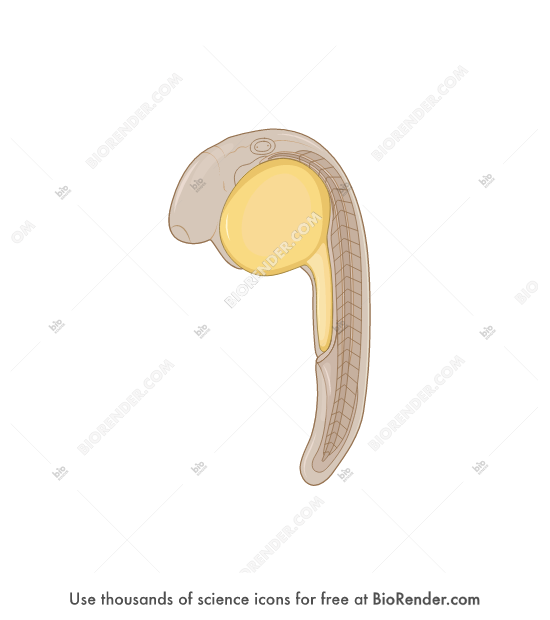 Free Fish embryo 22. (prim-6 stage, eyeless) Icons, Symbols & Images ...