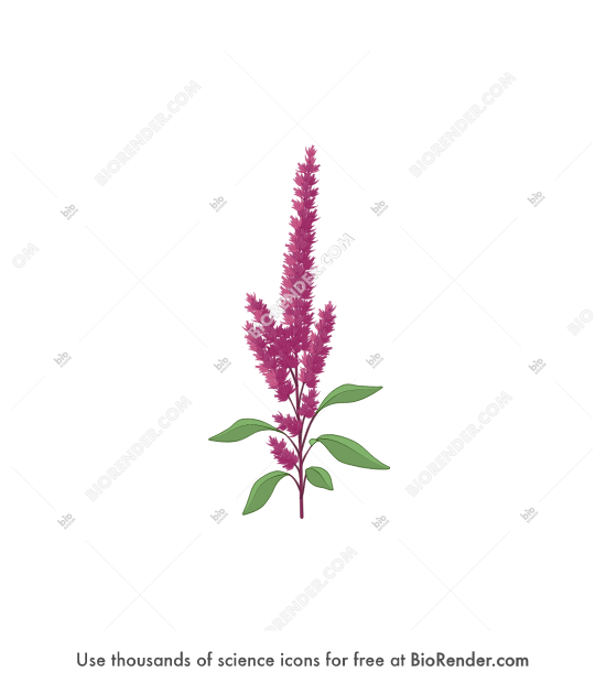 Free Amaranthus plant Icons, Symbols & Images | BioRender