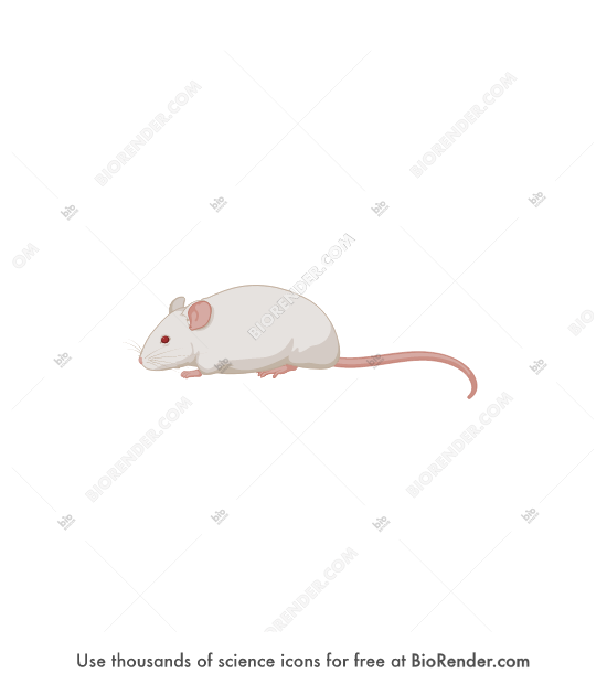 Free Mouse (lateral, fat) Icons, Symbols & Images | BioRender
