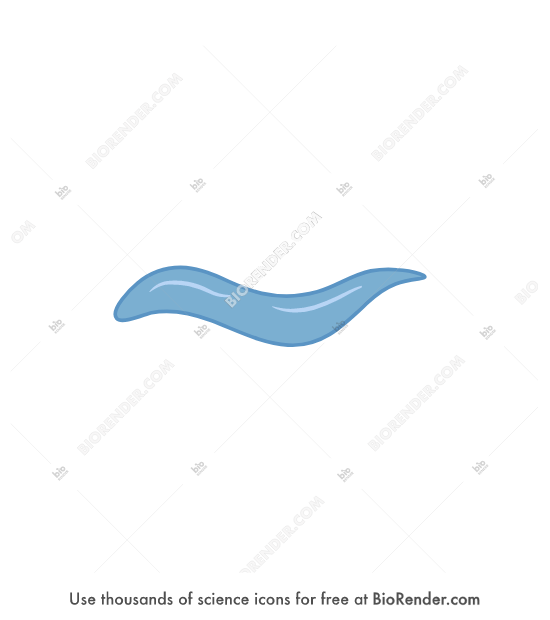 Free C. Elegans (mutant, dpy) Icons, Symbols & Images | BioRender