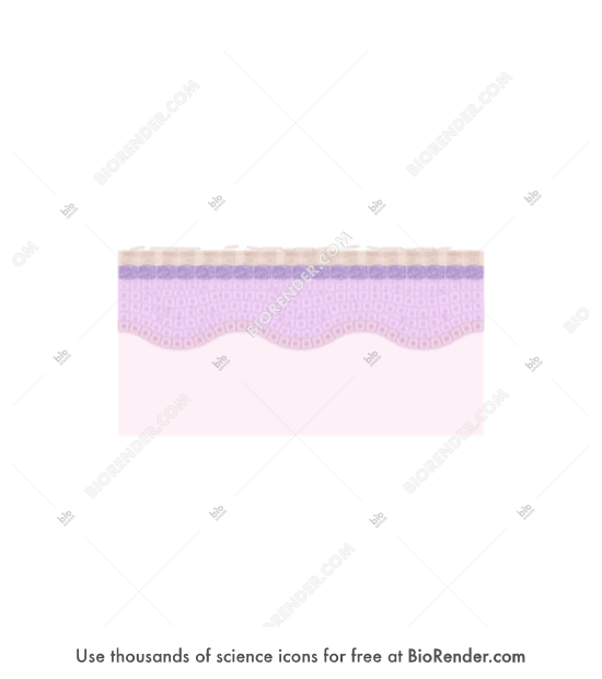 Free Epidermis (without stratum lucidum) Icons, Symbols & Images | BioRender