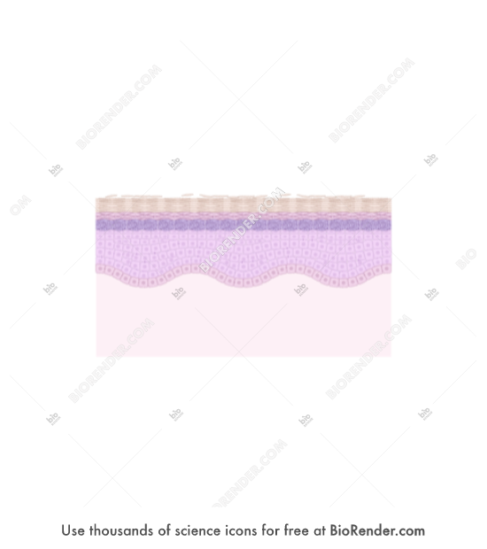 Free Epidermis Icons, Symbols & Images | BioRender