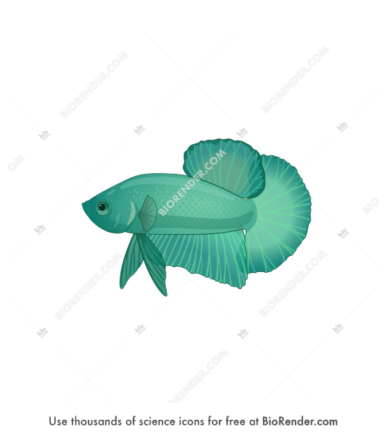 Free Siamese fighting fish (Betta splendens) Icons, Symbols & Images ...