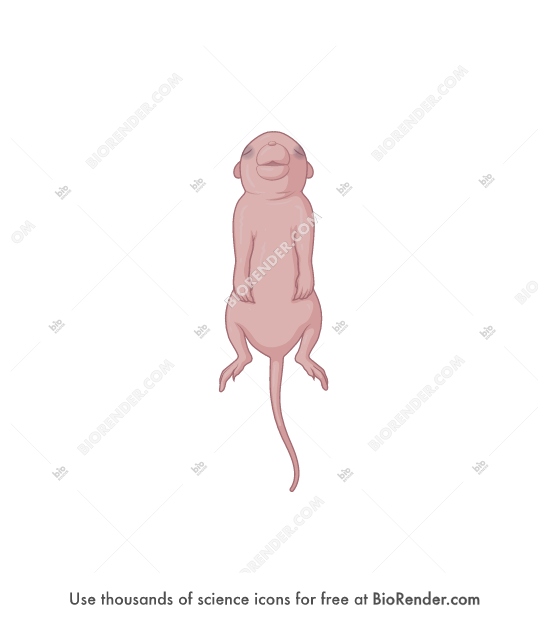 Free Mouse pup (ventral, cross-extensor reflex) Icons, Symbols & Images ...
