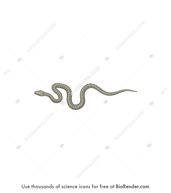 Free Dice snake (Natrix tessellata) Icons, Symbols & Images | BioRender