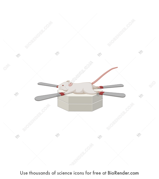 Free Mouse immobilization table (with mouse) Icons, Symbols & Images ...