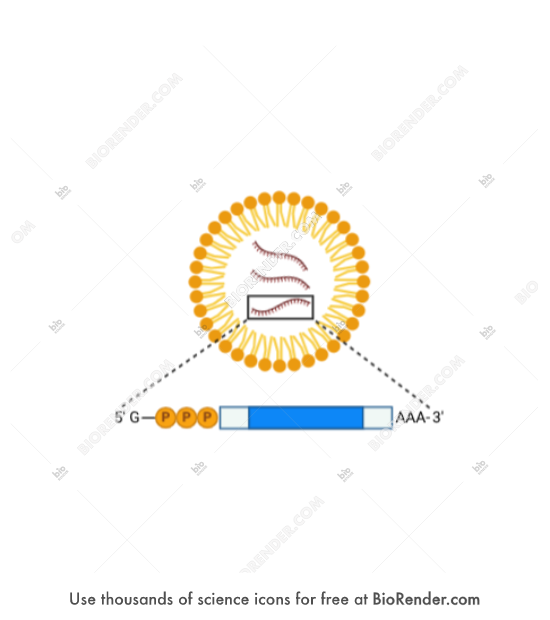 Free Lipid nanoparticle (with mRNA) Icons, Symbols & Images | BioRender