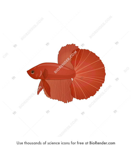 Free Siamese fighting fish (Halfmoonbetta) Icons, Symbols & Images ...