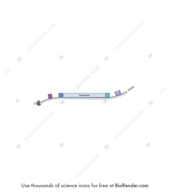 Free mRNA vaccine (curved, with neoantigens and nucleotides 2) Icons ...