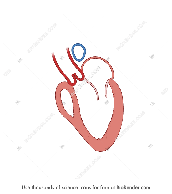 Free Heart (echocardiogram, PLAX) Icons, Symbols & Images | BioRender