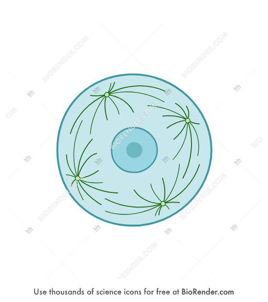 Free Meiosis (Mouse, Prophase I) Icons, Symbols & Images | BioRender